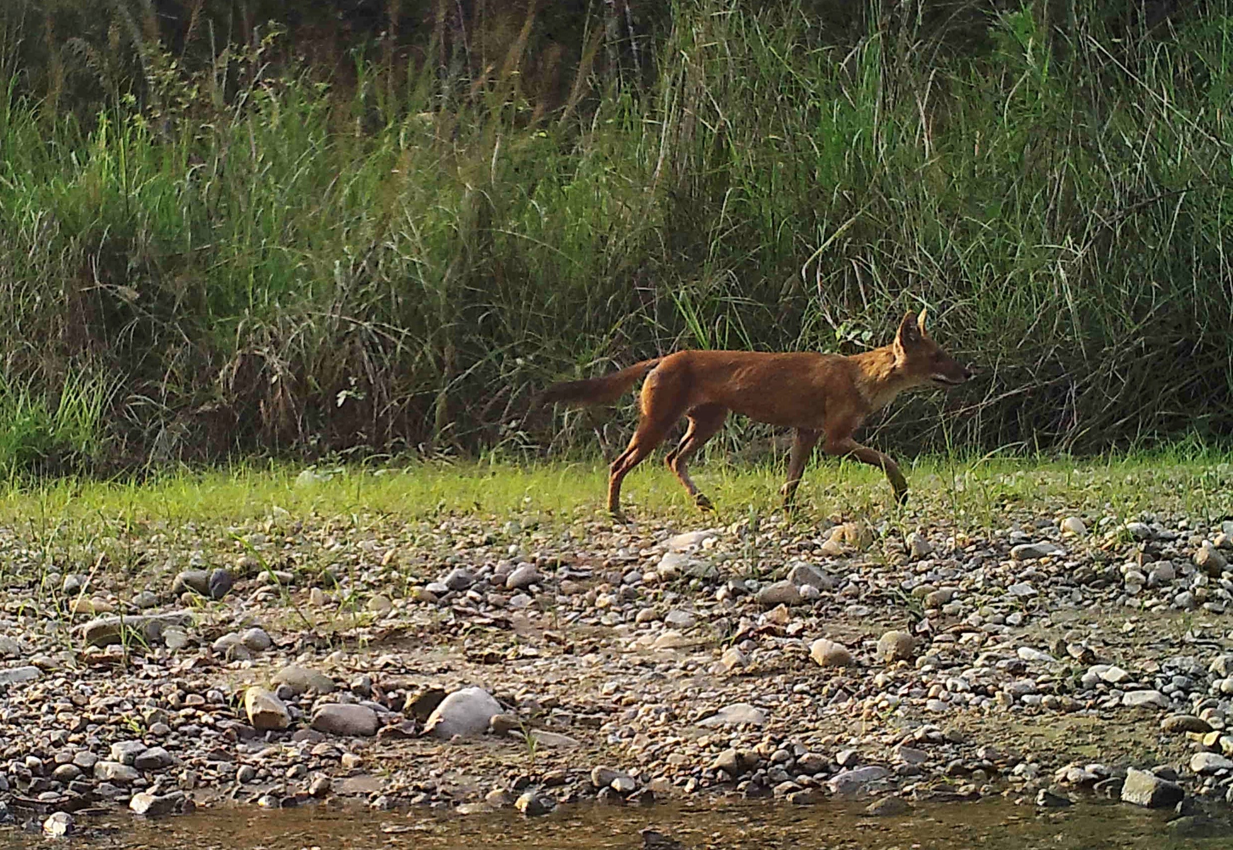 Breaking Barriers and Chasing Dholes | Cornell K. Lisa Yang Center for Wildlife Health | Cornell ...
